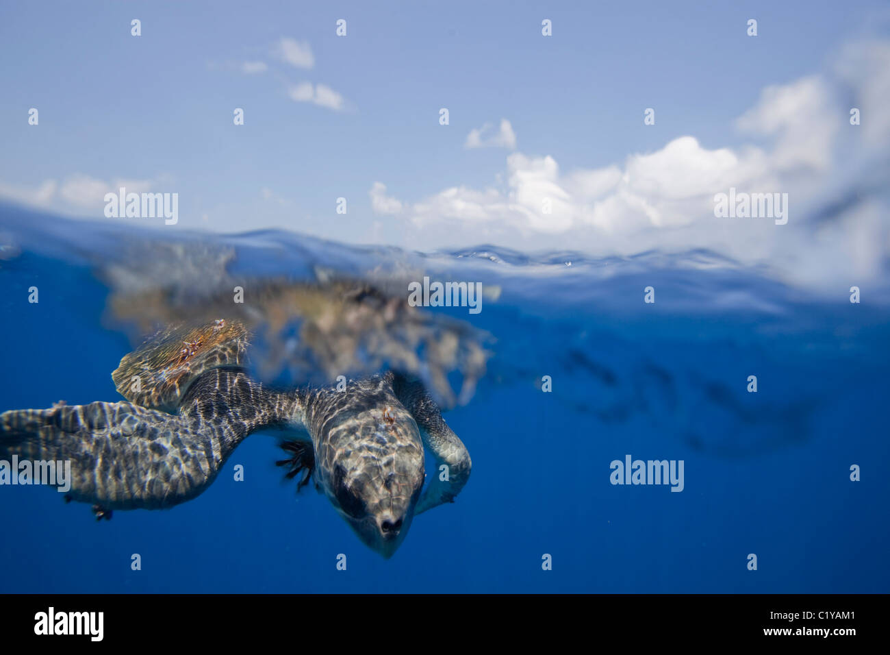 A split-water view of a rare Ridley Sea Turtle at the Cocos Island off ...