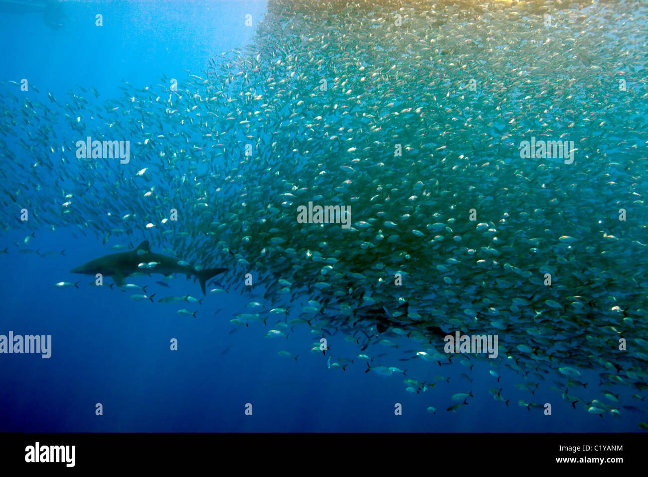 Fish shark bait ball hi-res stock photography and images - Alamy