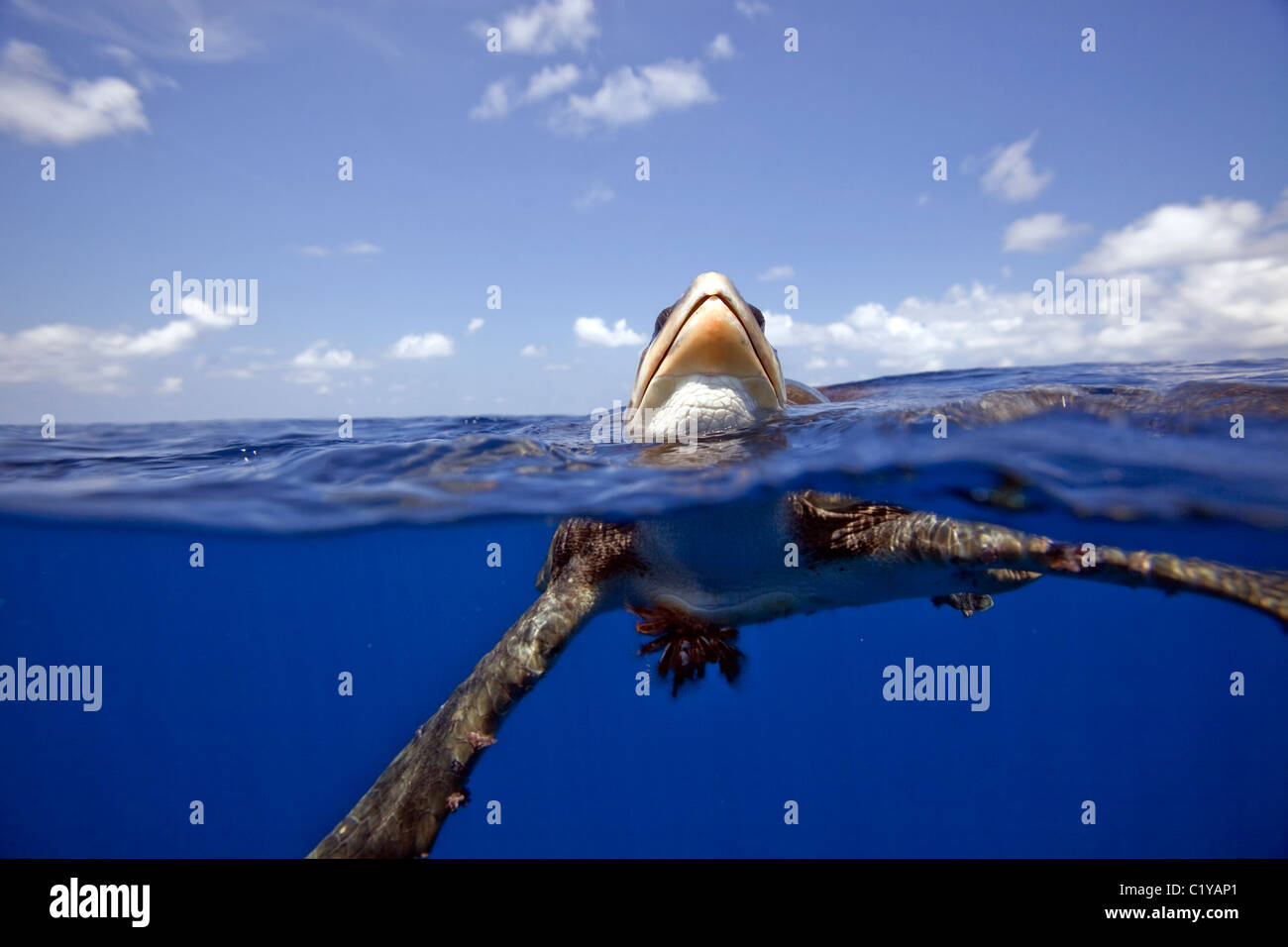 A split water view of a rare Ridley Sea Turtle at the Cocos Island off ...