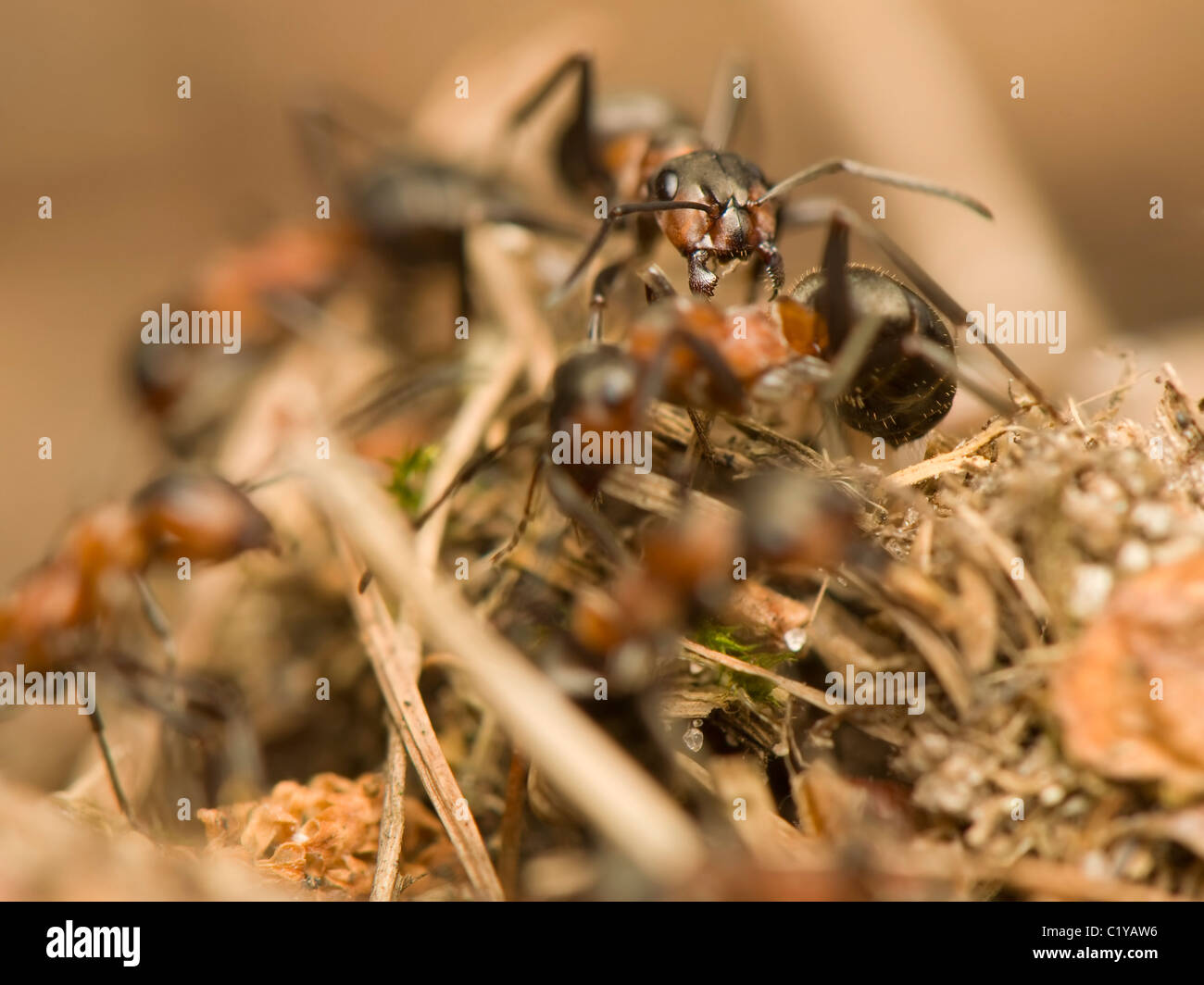 Creature formica hi-res stock photography and images - Alamy