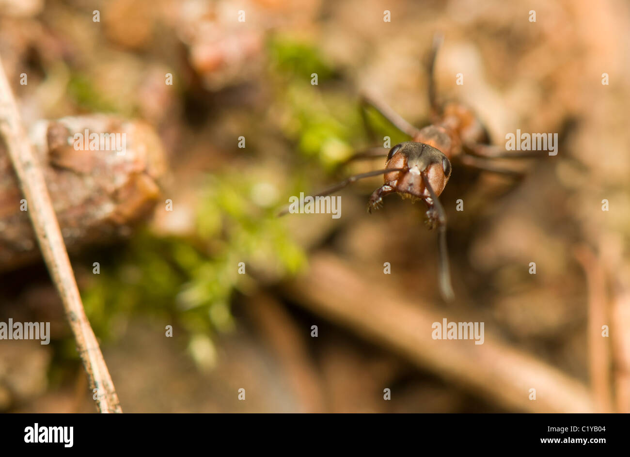 Formica rufa group hi-res stock photography and images - Alamy