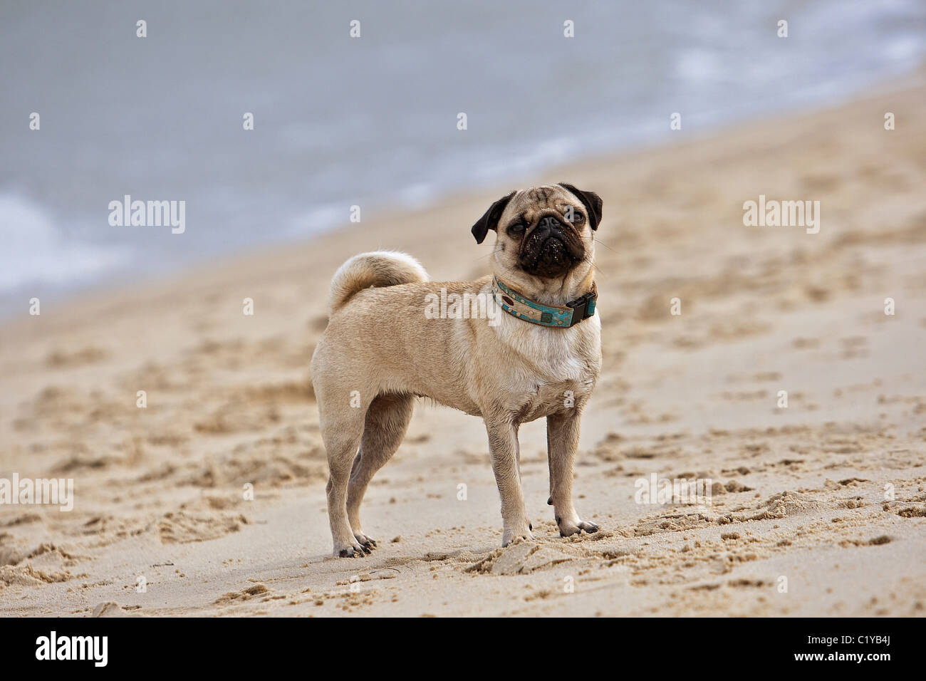 Pug - standing at the beach Stock Photo - Alamy