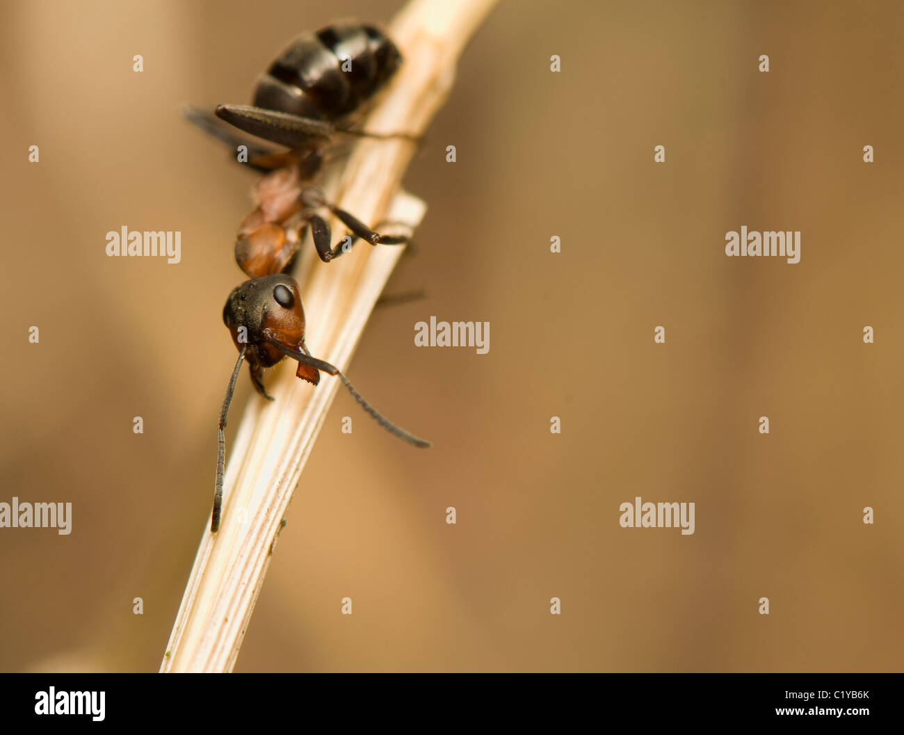 Creature formica hi-res stock photography and images - Alamy