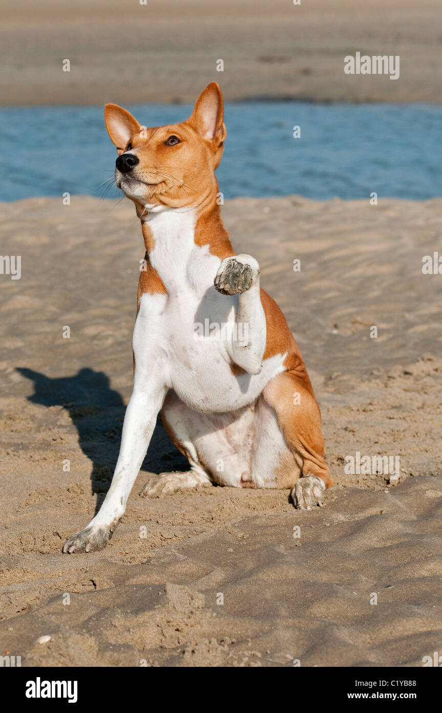 Basenji dog - sitting in sand - lifting paw Stock Photo - Alamy