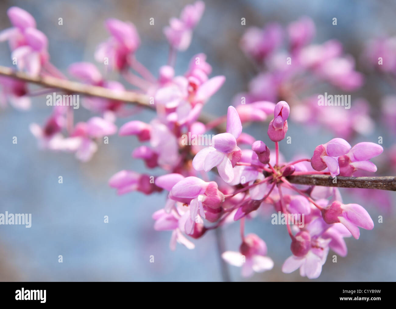 Closeup image of Eastern Redbud flowers in bloom in early spring Stock ...