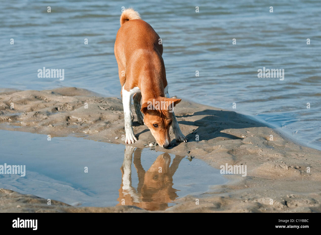 Basenji dog - standig at water Stock Photo - Alamy