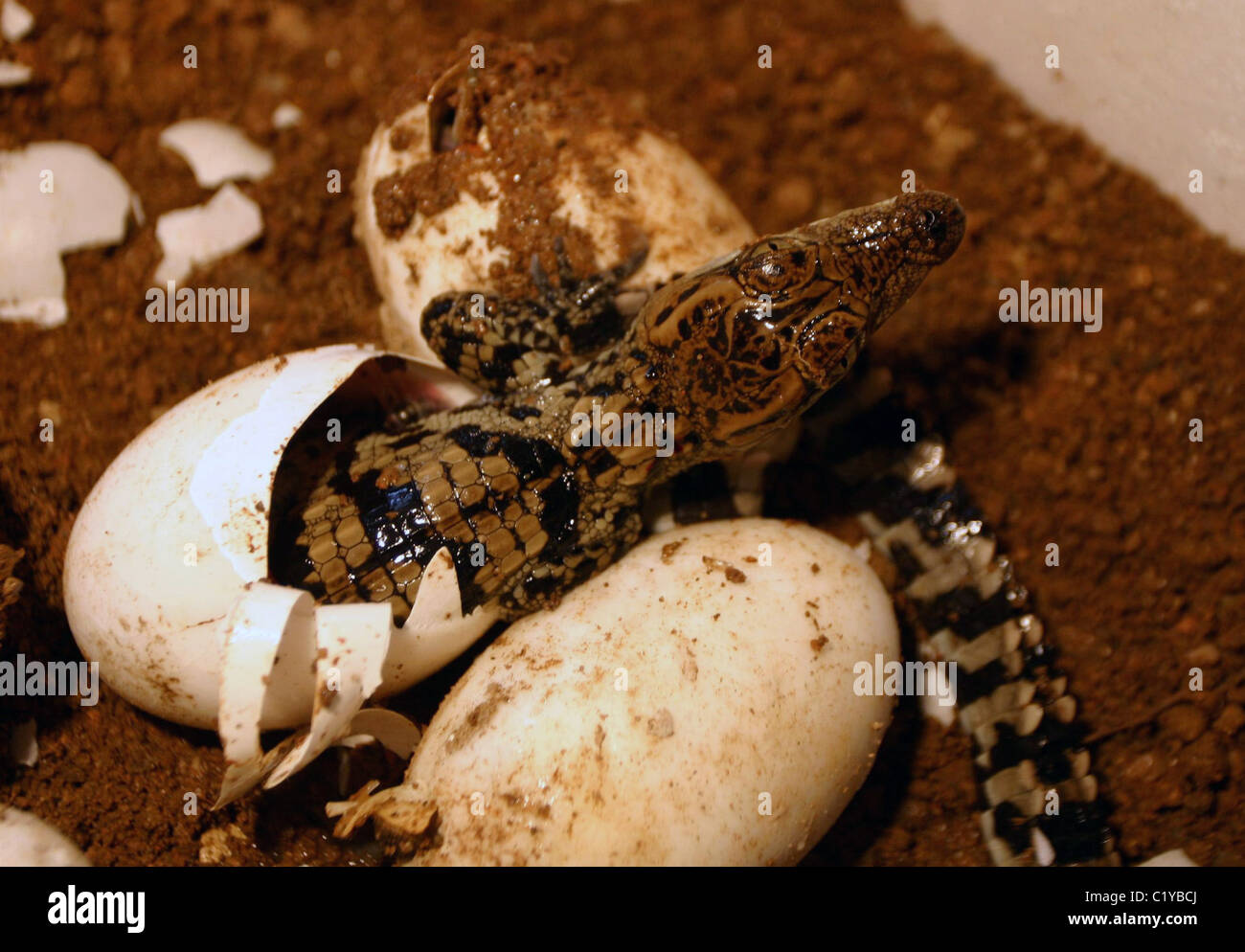 Little baby crocodiles hi-res stock photography and images - Alamy