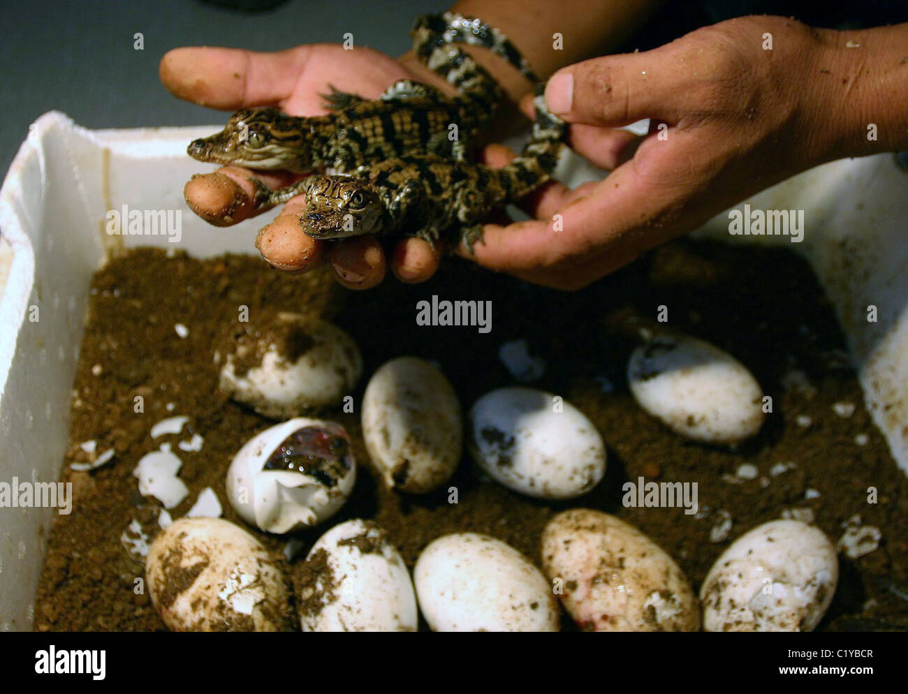Little baby crocodiles hi-res stock photography and images - Alamy
