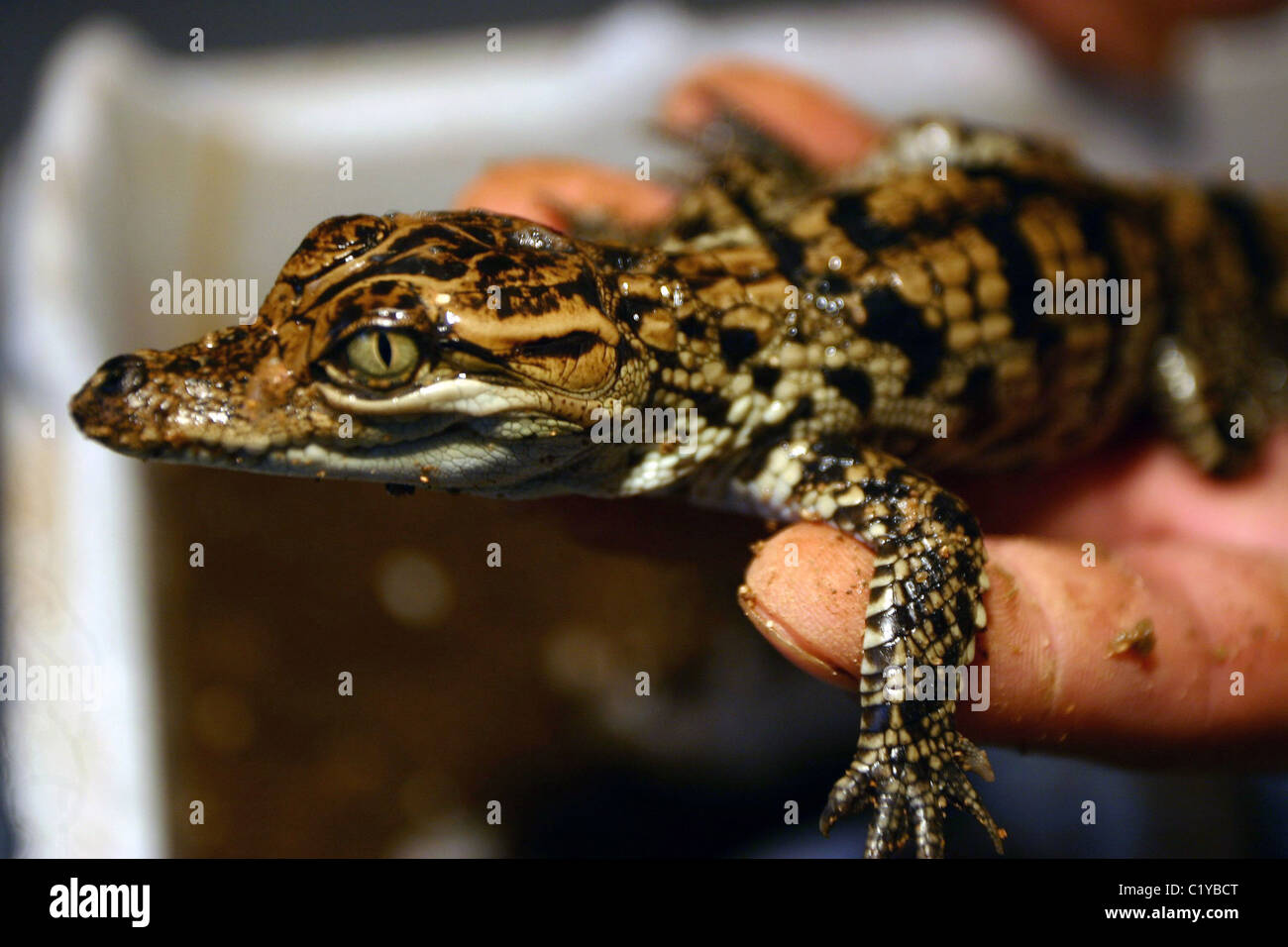 Croc babies get to crawling These little biters won't stay small for ...