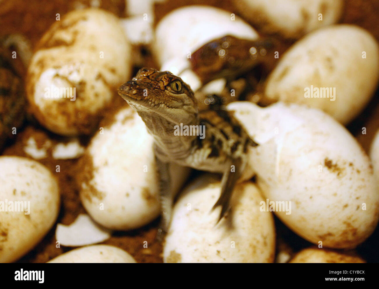Little baby crocodiles hi-res stock photography and images - Alamy