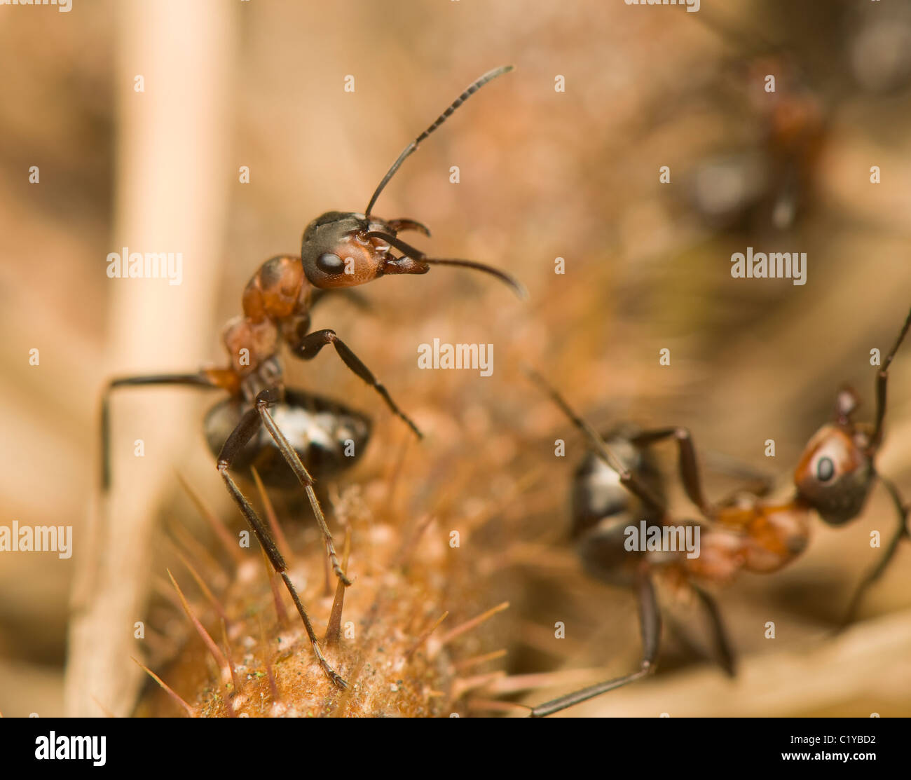 Creature formica hi-res stock photography and images - Alamy