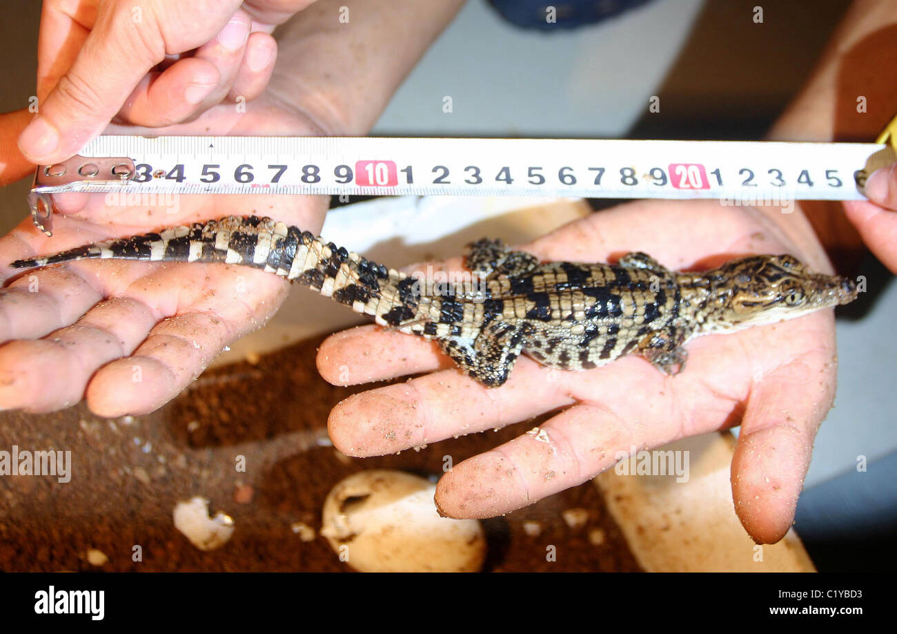 Little baby crocodiles hi-res stock photography and images - Alamy