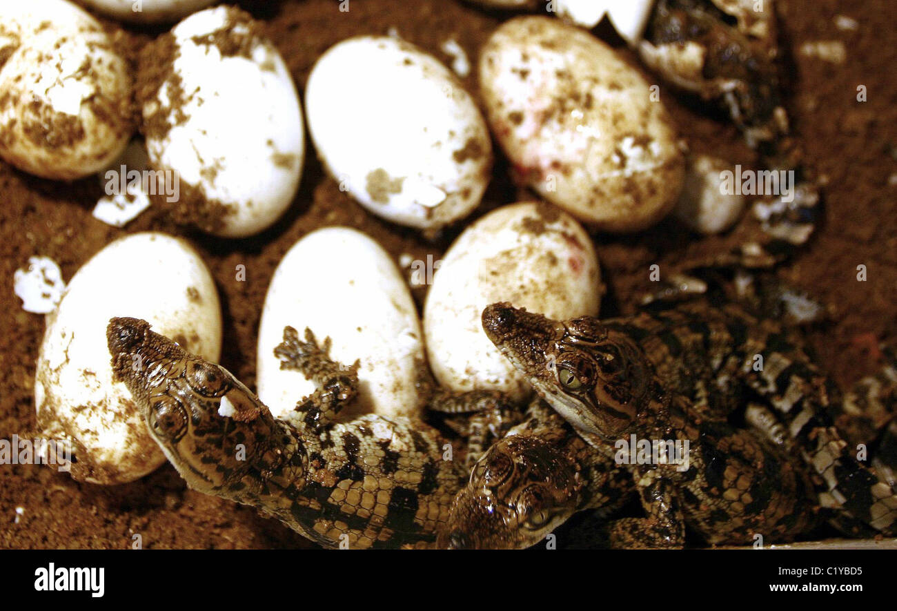 Croc babies get to crawling These little biters won't stay small for ...