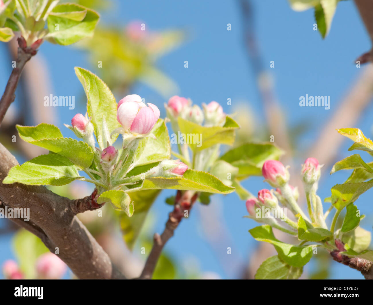 Apple buds about to open in early spring Stock Photo - Alamy