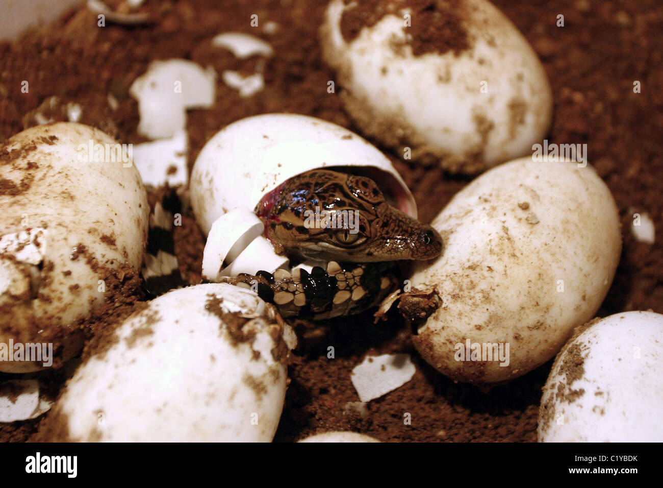 Croc babies get to crawling These little biters won't stay small for ...