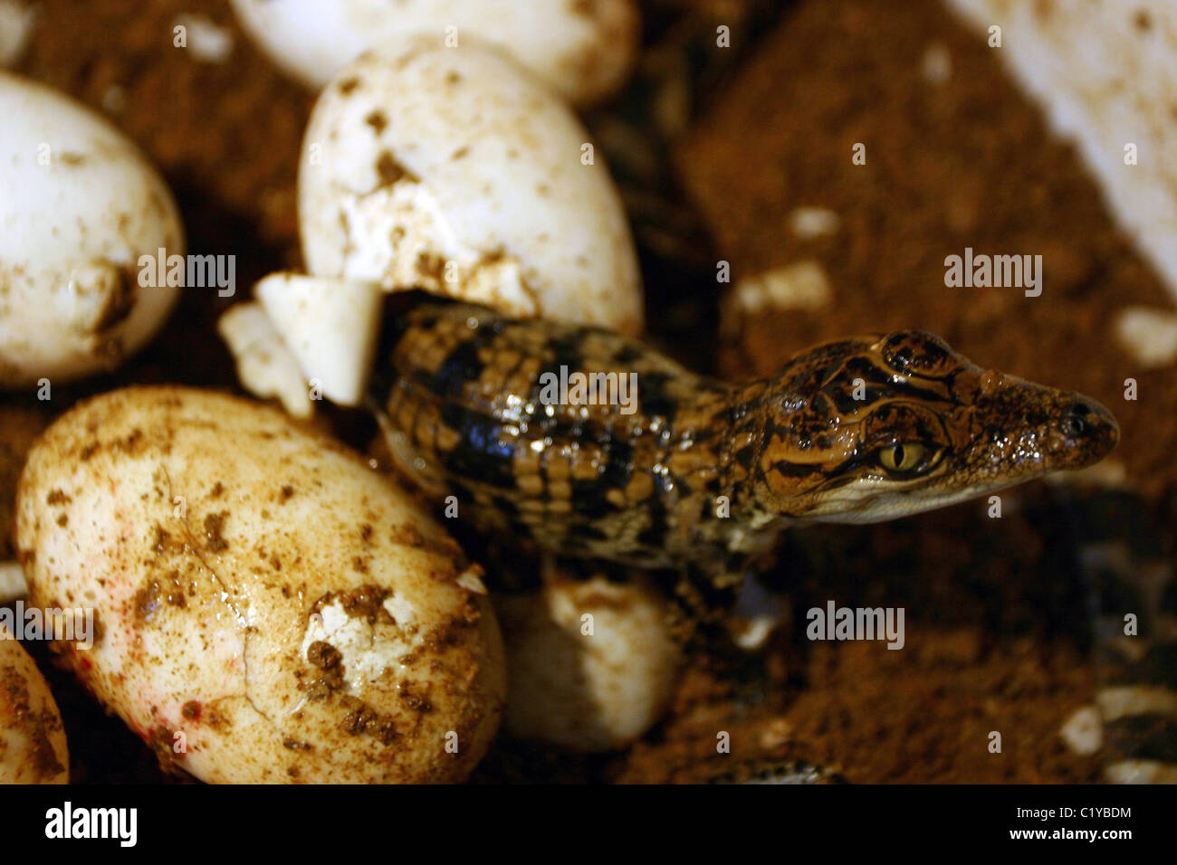 Croc babies get to crawling These little biters won't stay small for ...