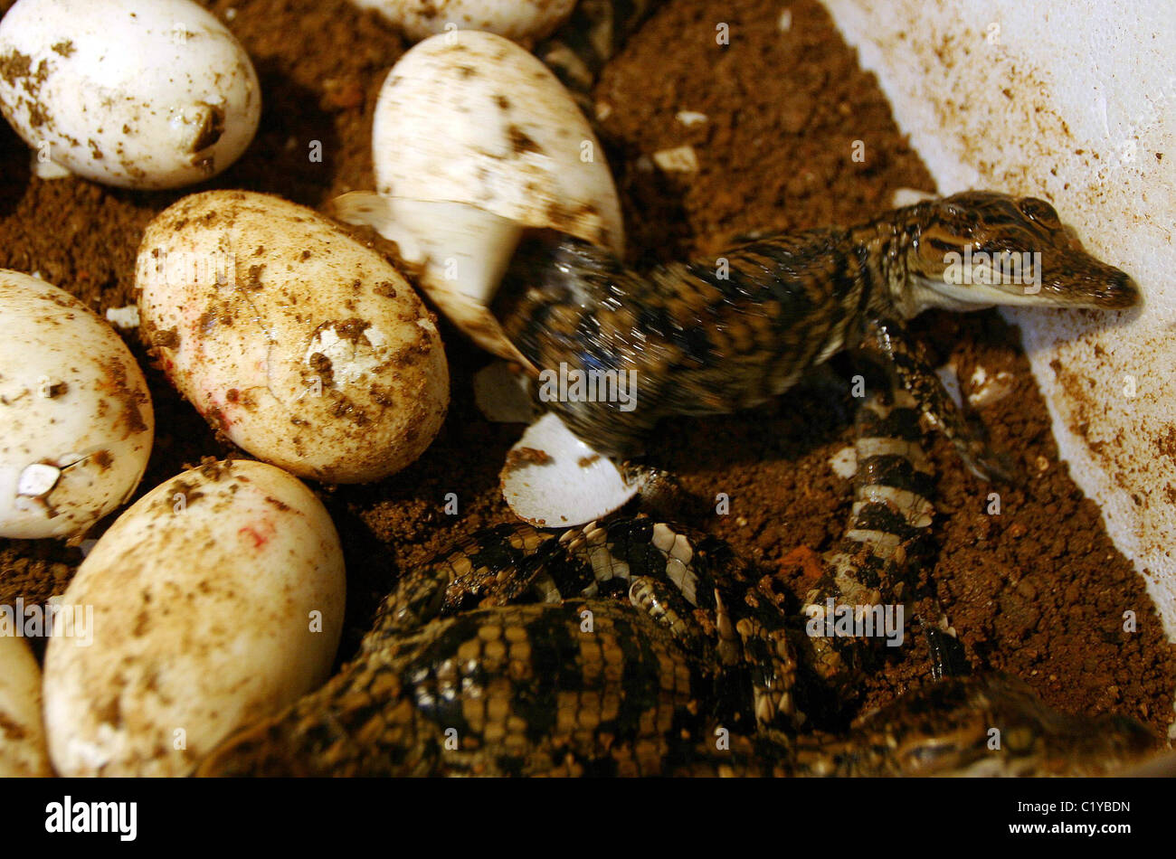 Croc babies get to crawling These little biters won't stay small for ...
