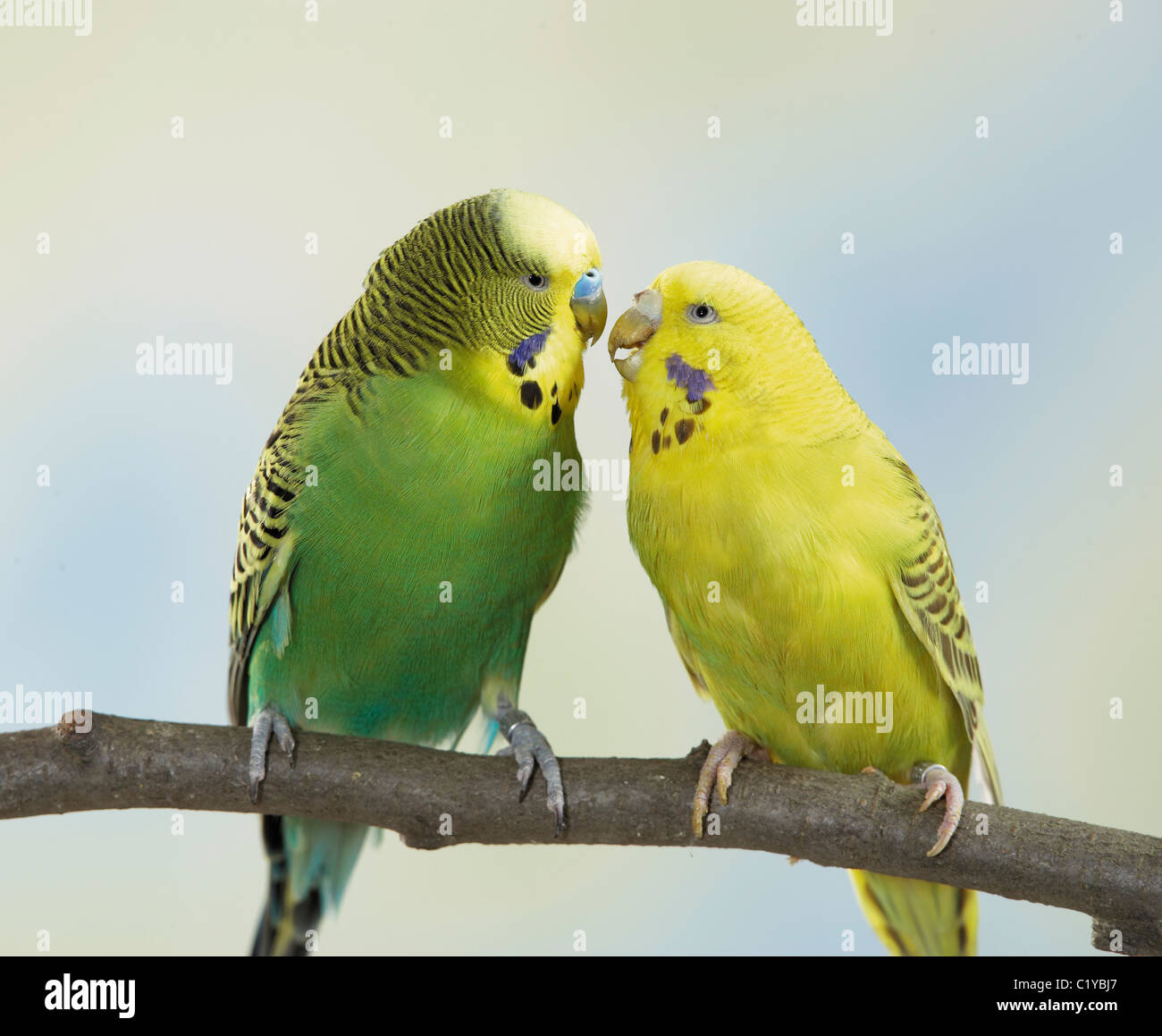 two budgerigars smooching Stock Photo - Alamy