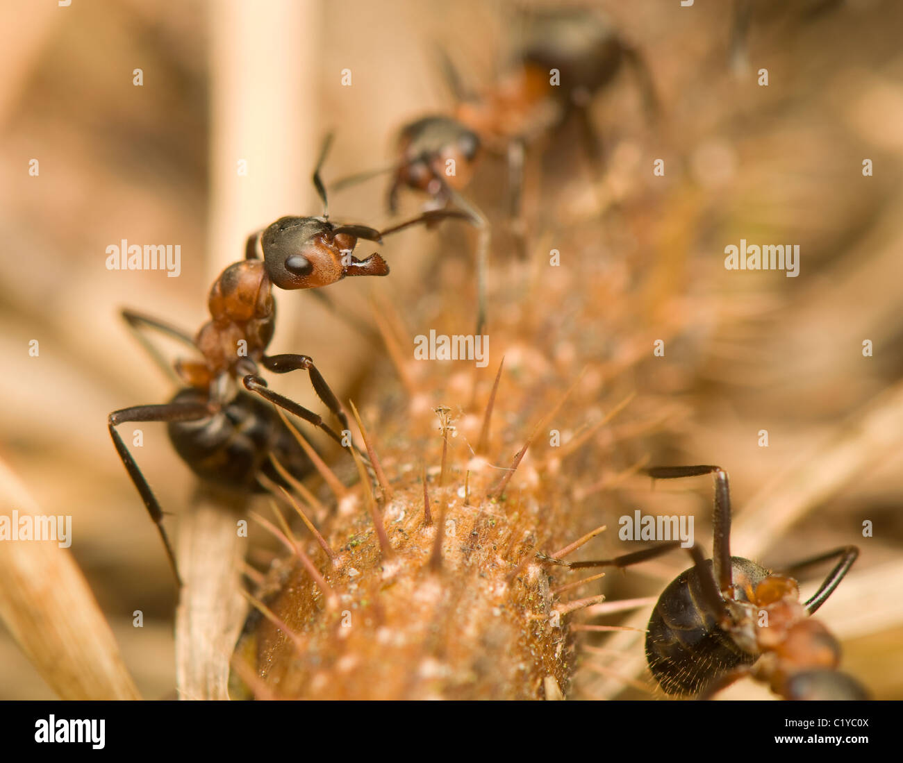 Formica hi-res stock photography and images - Alamy
