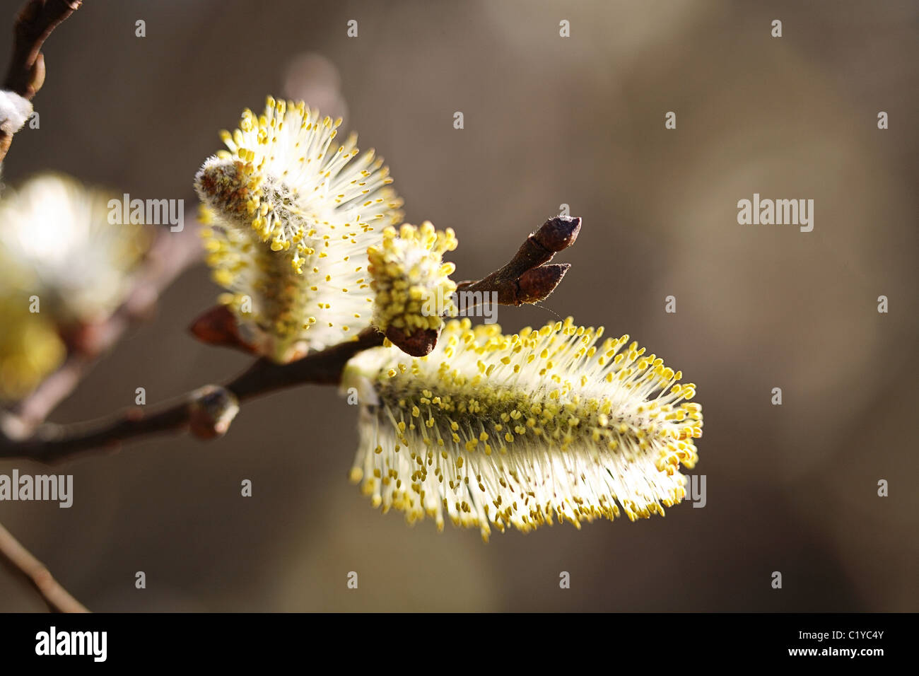 WILLOW CATKIN flower on shoot with newly opened foliage Stock Photo - Alamy