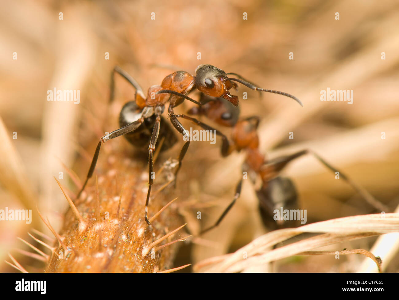 Creature formica hi-res stock photography and images - Alamy