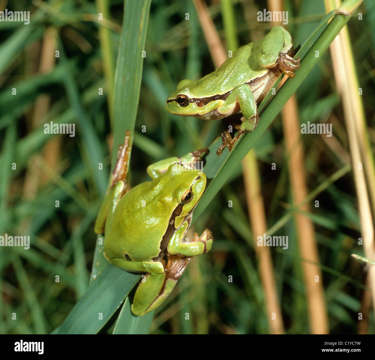 Tree frogs of europe hi-res stock photography and images - Alamy