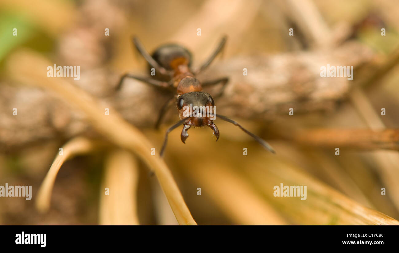 Formica hi-res stock photography and images - Alamy