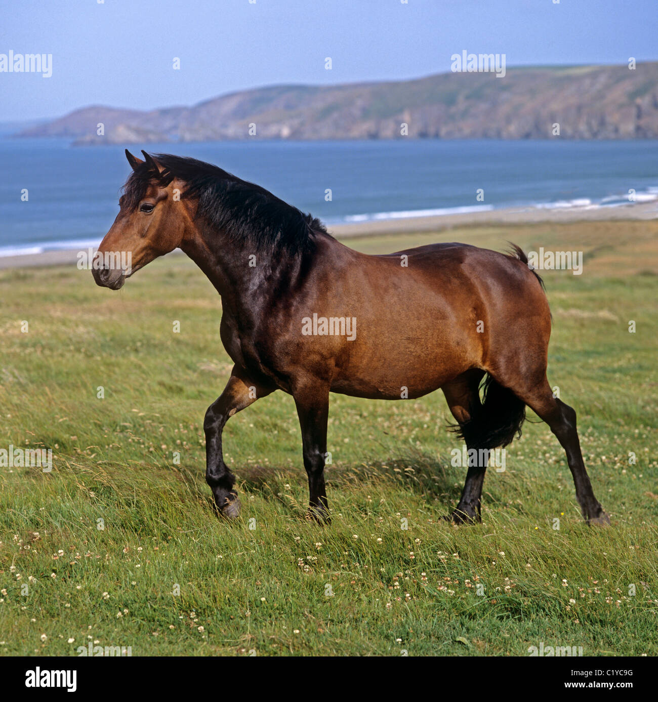 English Thoroughbred horse - walking on meadow Stock Photo - Alamy