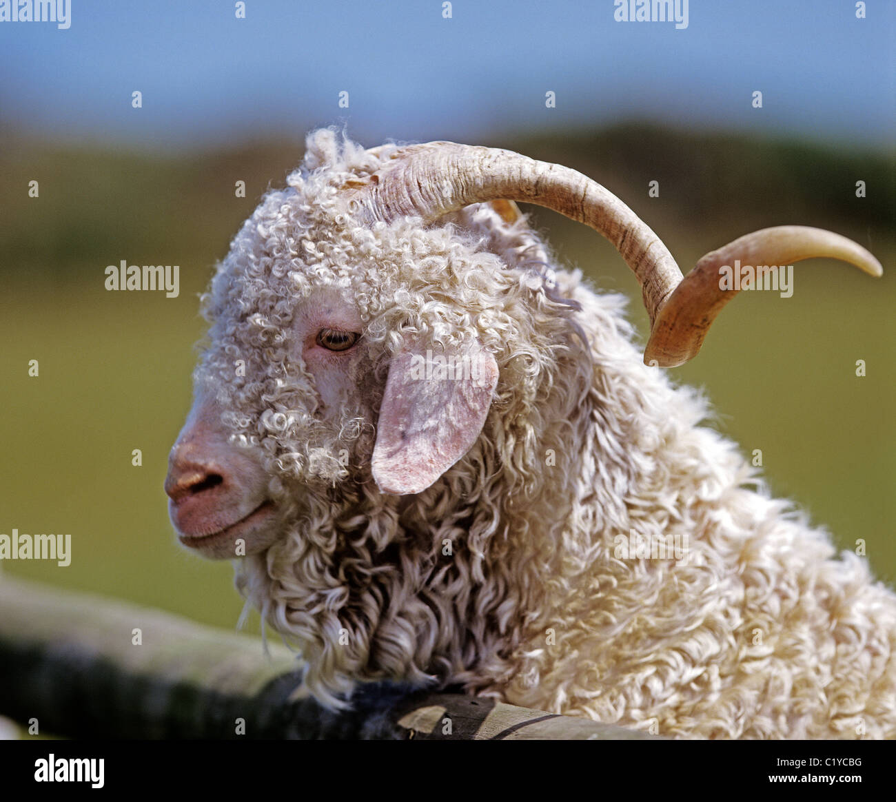 cashmere goat - portrait Stock Photo - Alamy