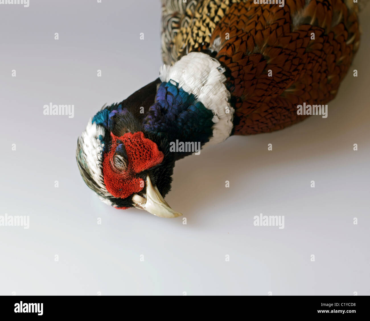dead common pheasant Stock Photo - Alamy