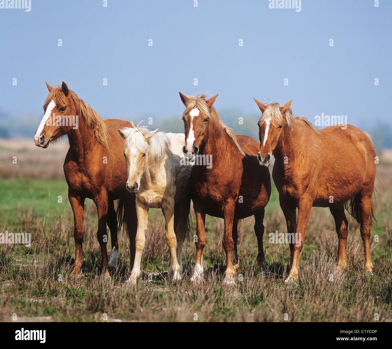 Norman cob horse hi-res stock photography and images - Alamy