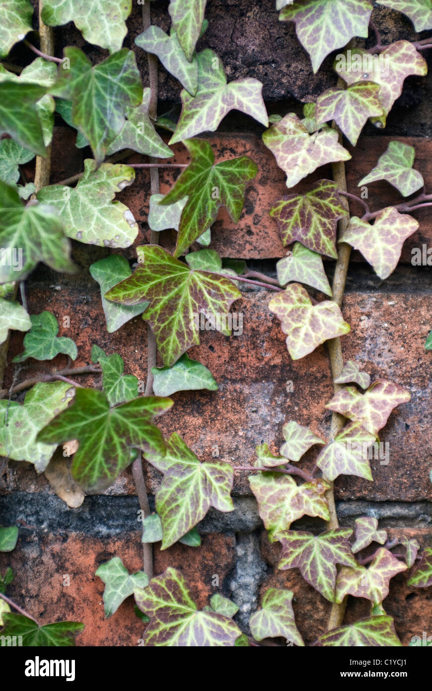 Tree entwined with ivy hi-res stock photography and images - Alamy