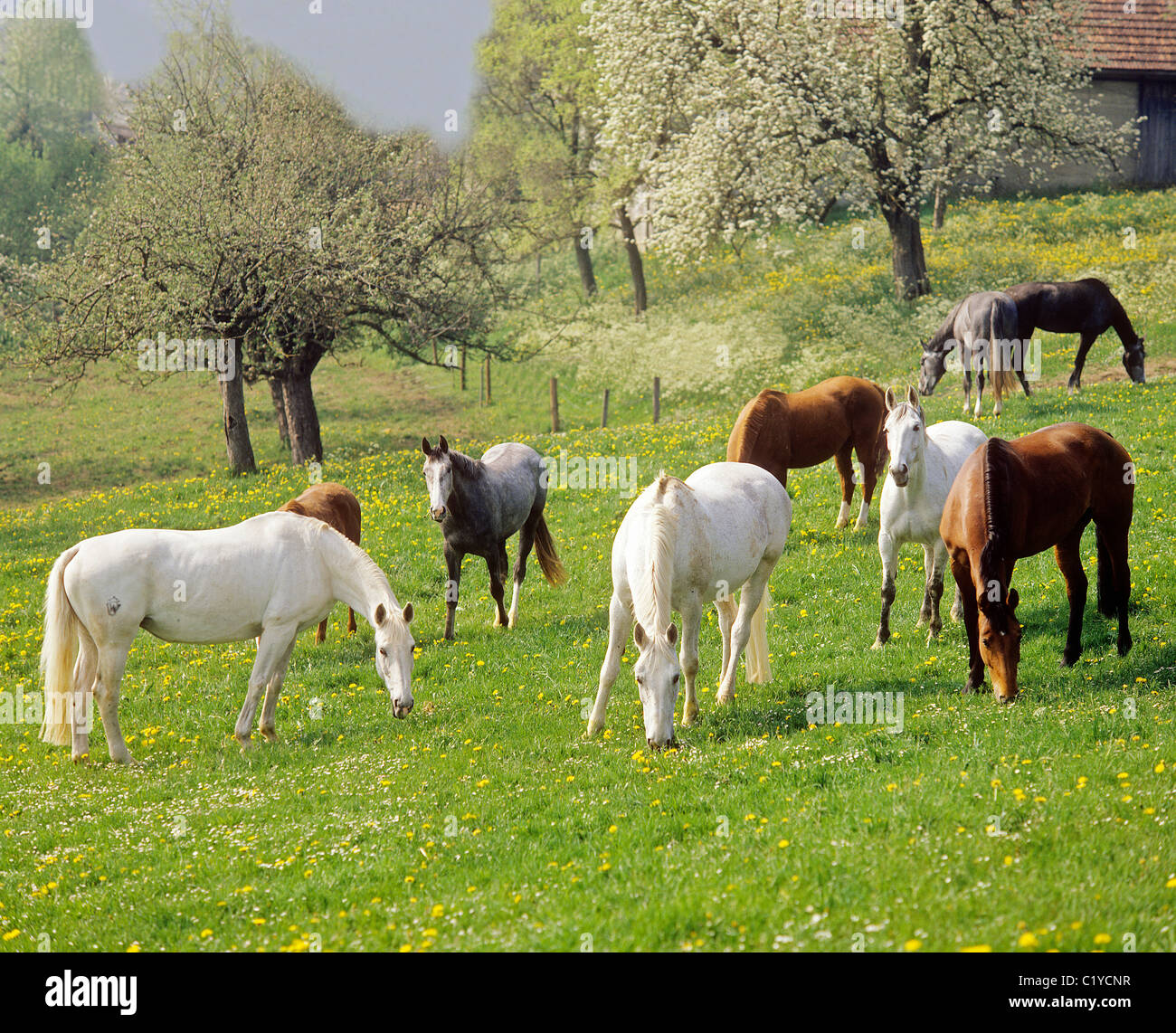 Westphalian horses - standing on meadow Stock Photo - Alamy