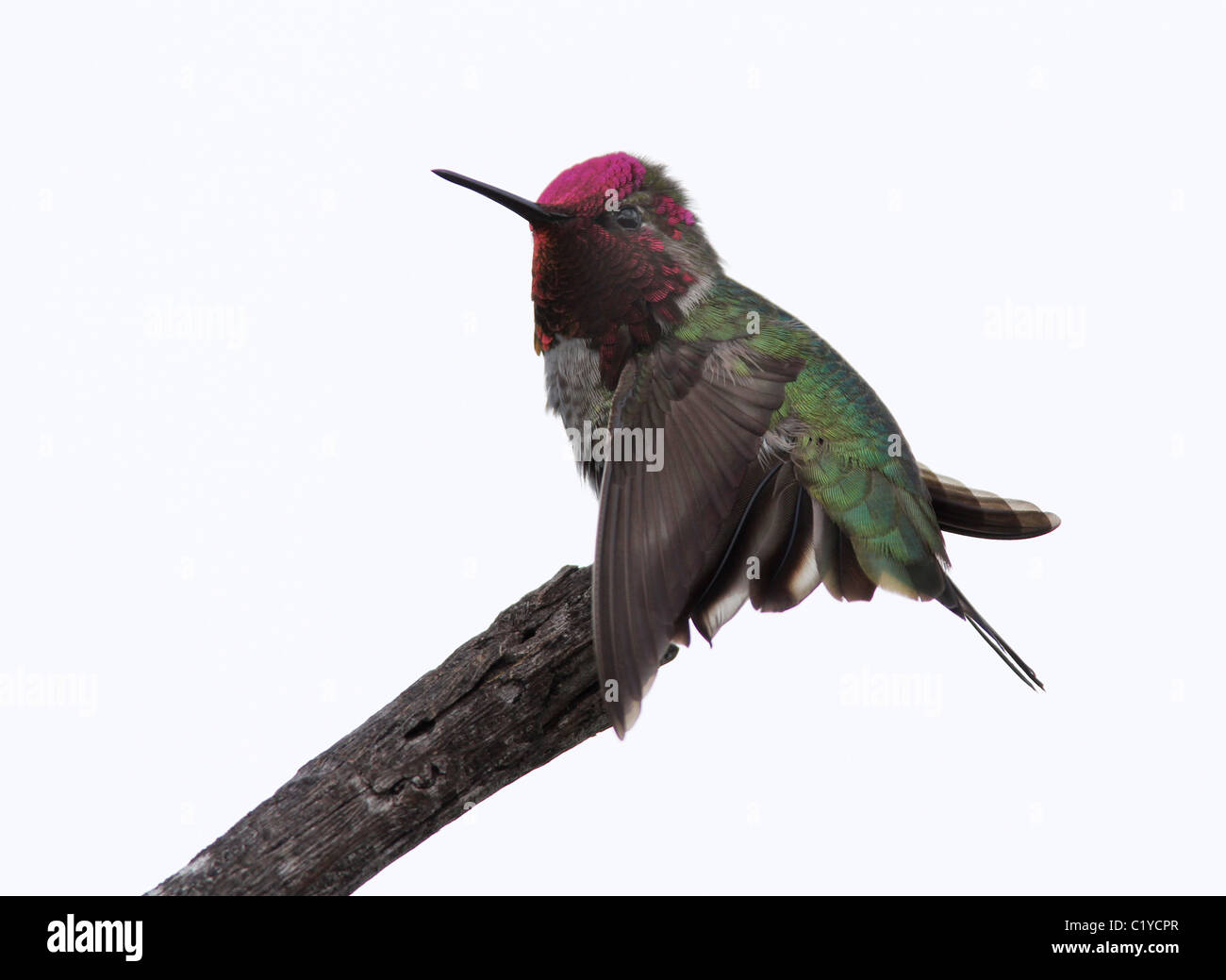 Anna's hummingbird stretching wing Palo Alto Baylands Park Calfornia ...