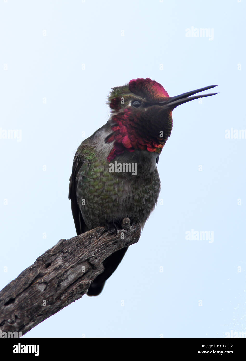 Singing hummingbird hi-res stock photography and images - Alamy