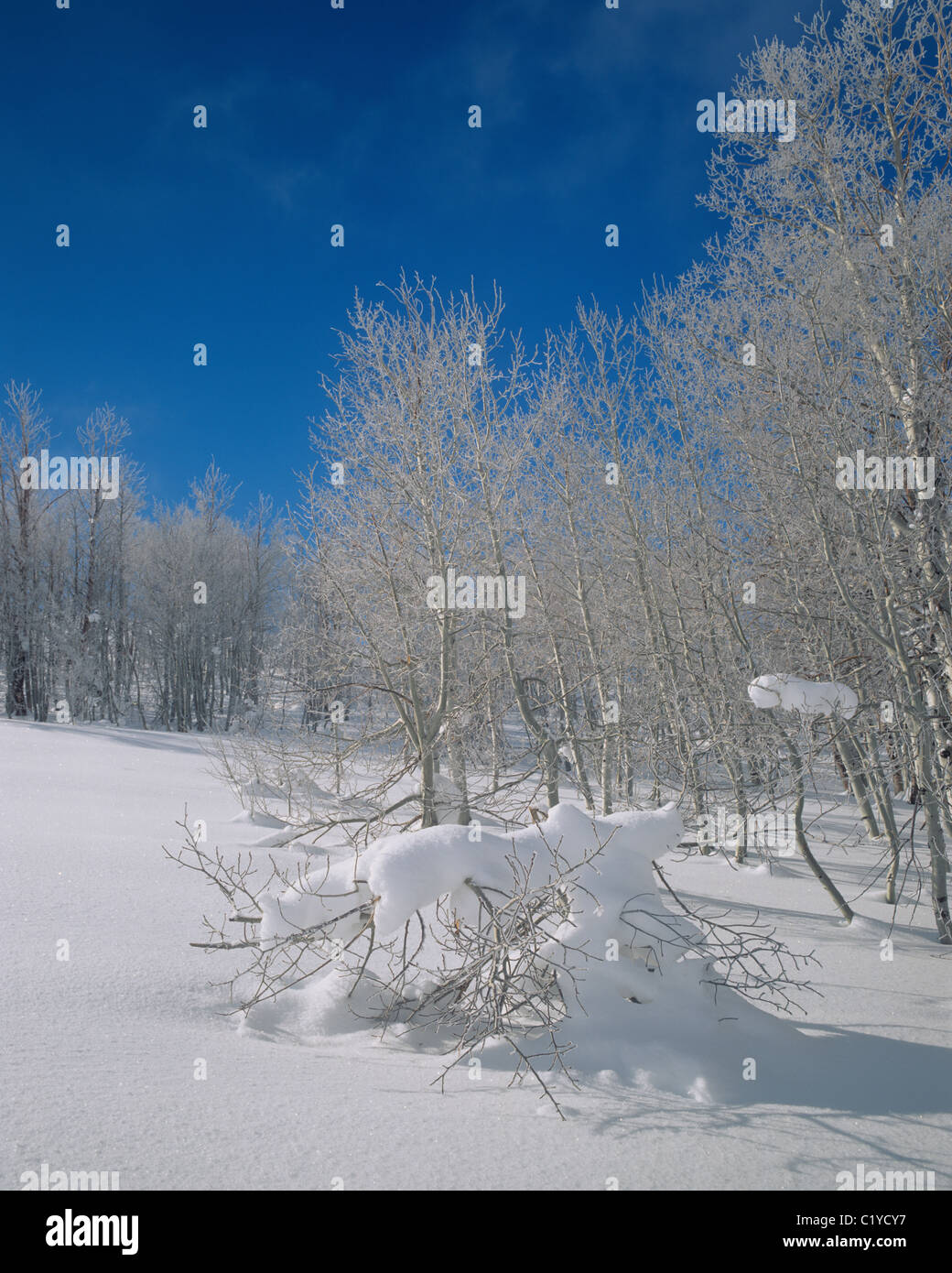 Aspen trees in the snow Conway Summit Lee Vining California Stock Photo ...