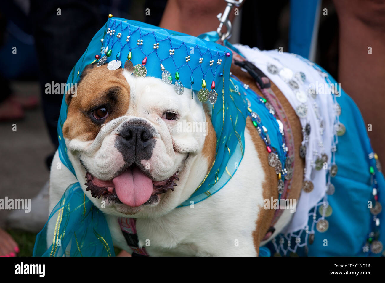 bizarre unusual funny dog "fancy dress Stock Photo - Alamy