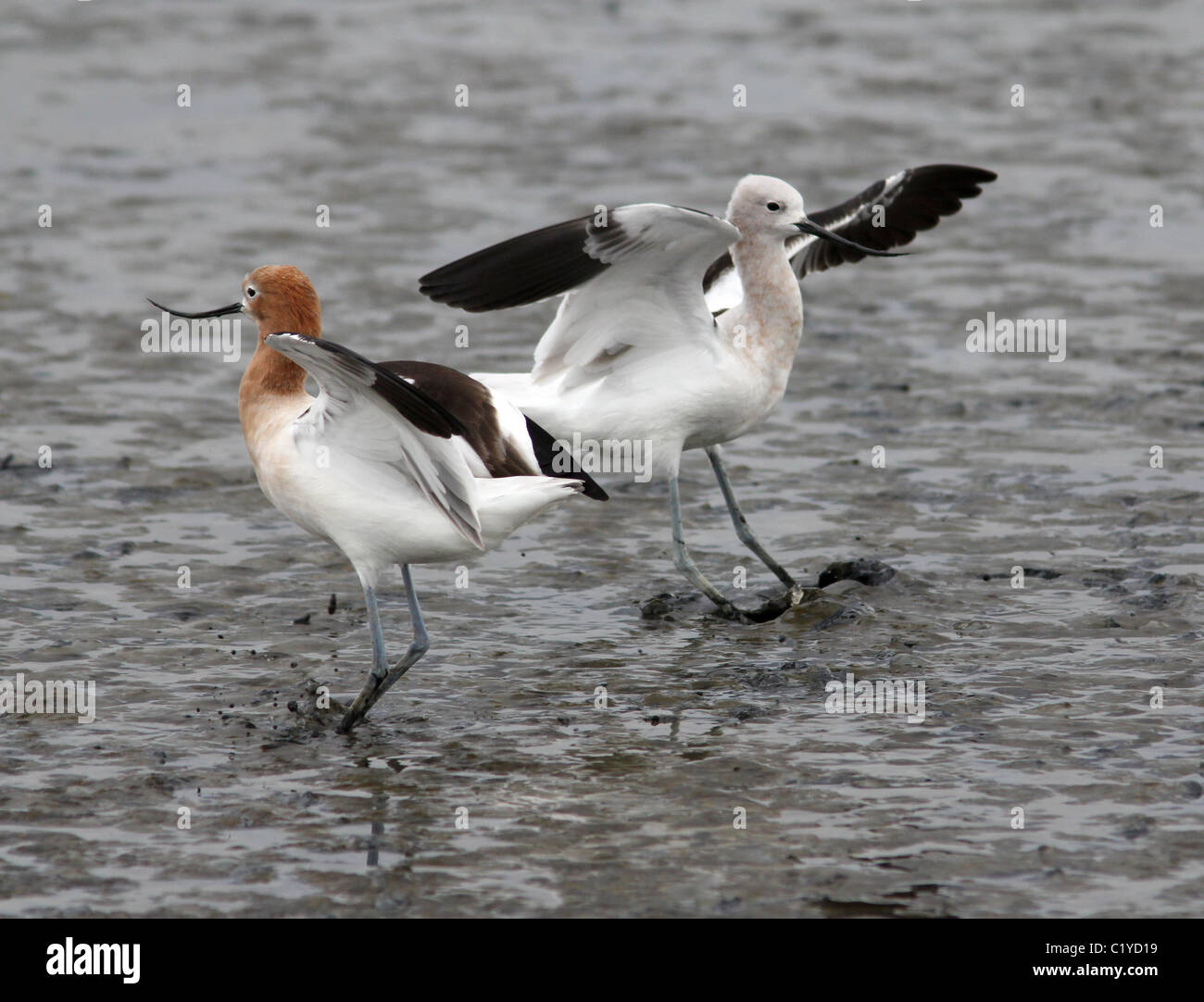 American avocet summer fall plumage Palo Alto Baylands Park Calfornia ...