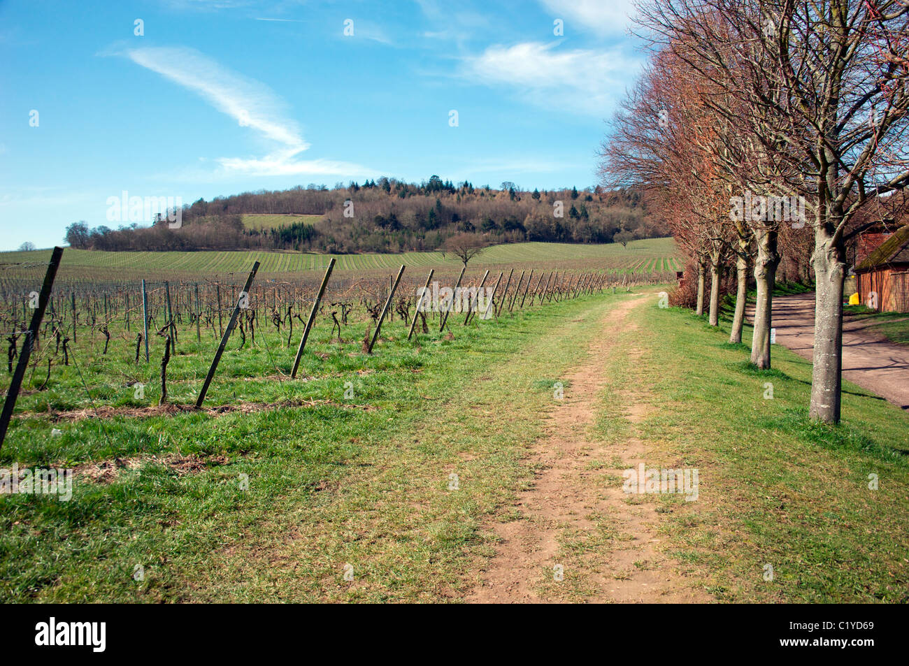 Denbies Wine Estate in early spring. Denbies is the largest vineyard in ...