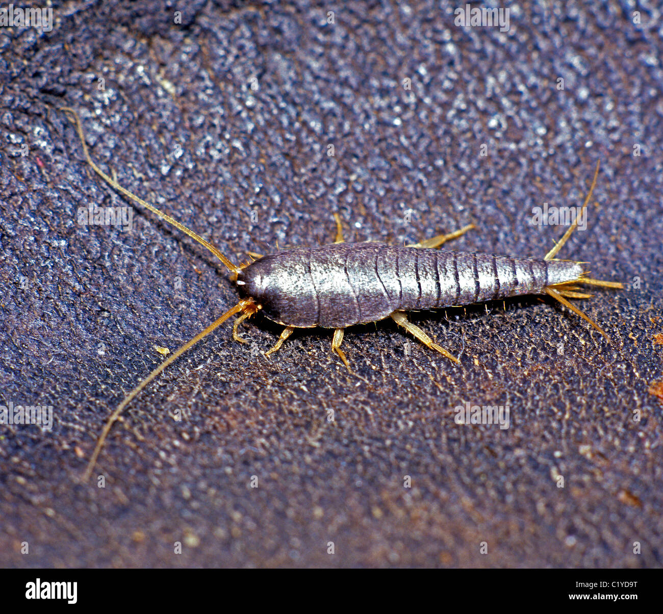 silverfish / Lepisma saccharina Stock Photo - Alamy
