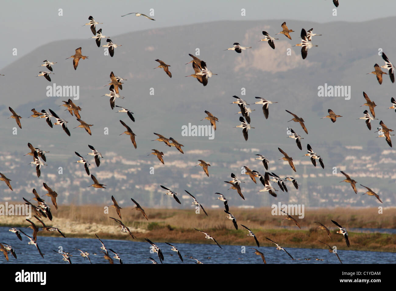 shorebirds flying avocet marbled godwit Palo Alto Baylands Park ...