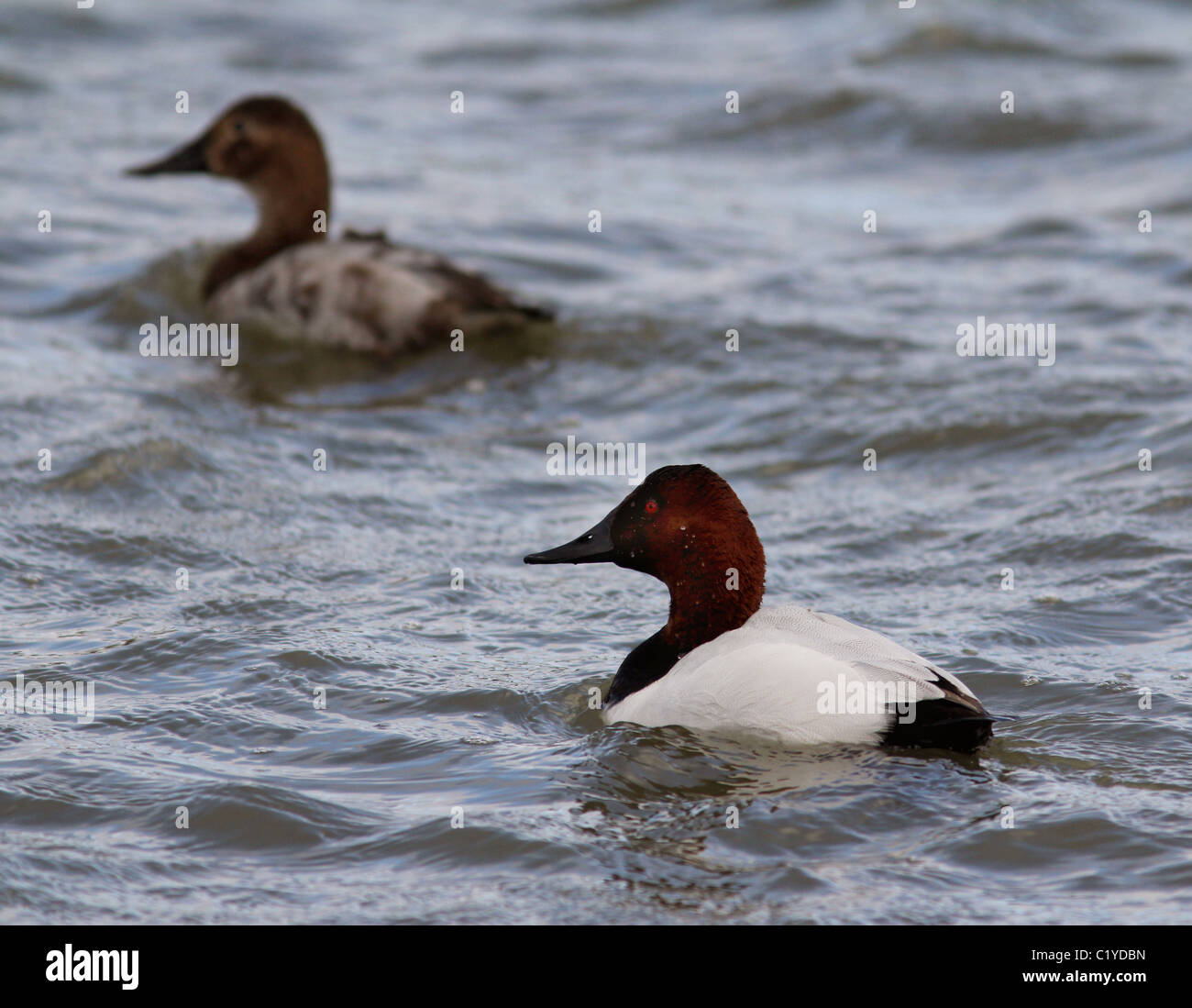 Canvasback duck hi-res stock photography and images - Alamy