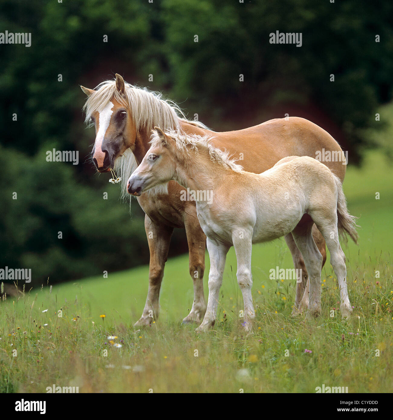 Haflinger horse foal standing hi-res stock photography and images - Alamy