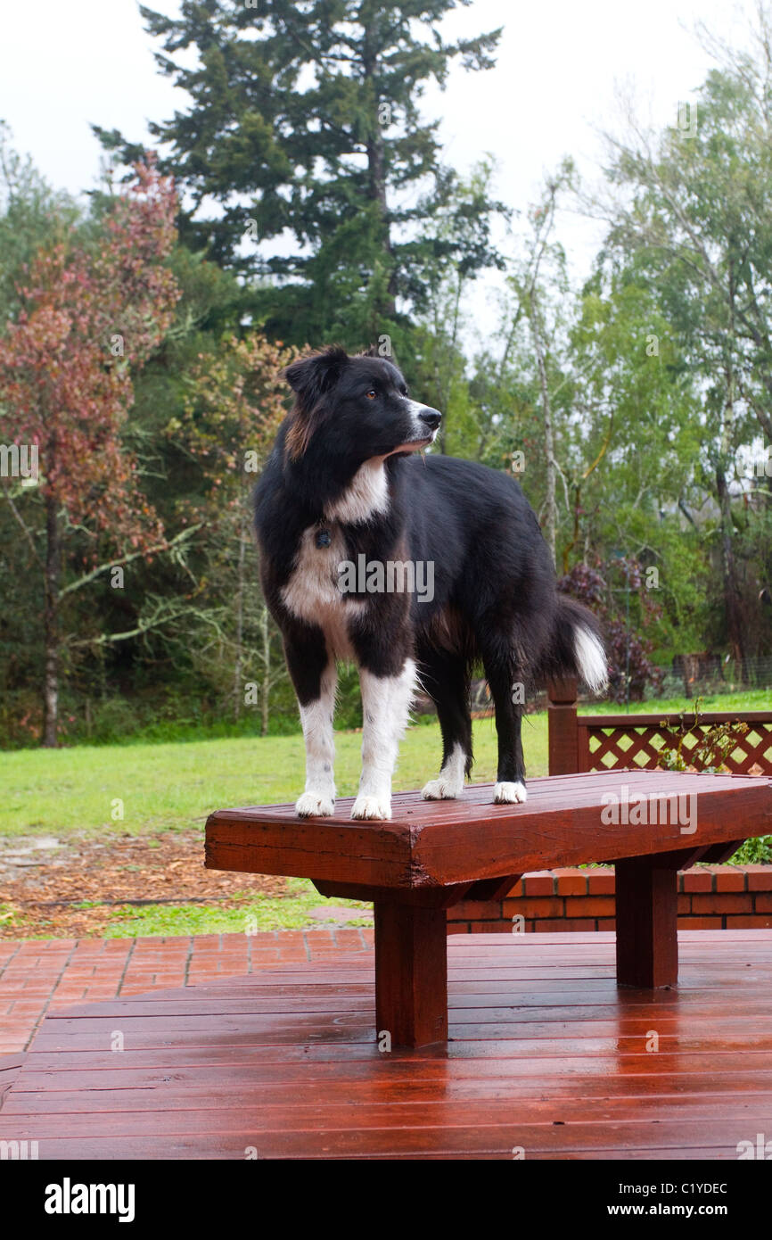 Border Collie dog sitting on bench on backyard deck Stock Photo - Alamy