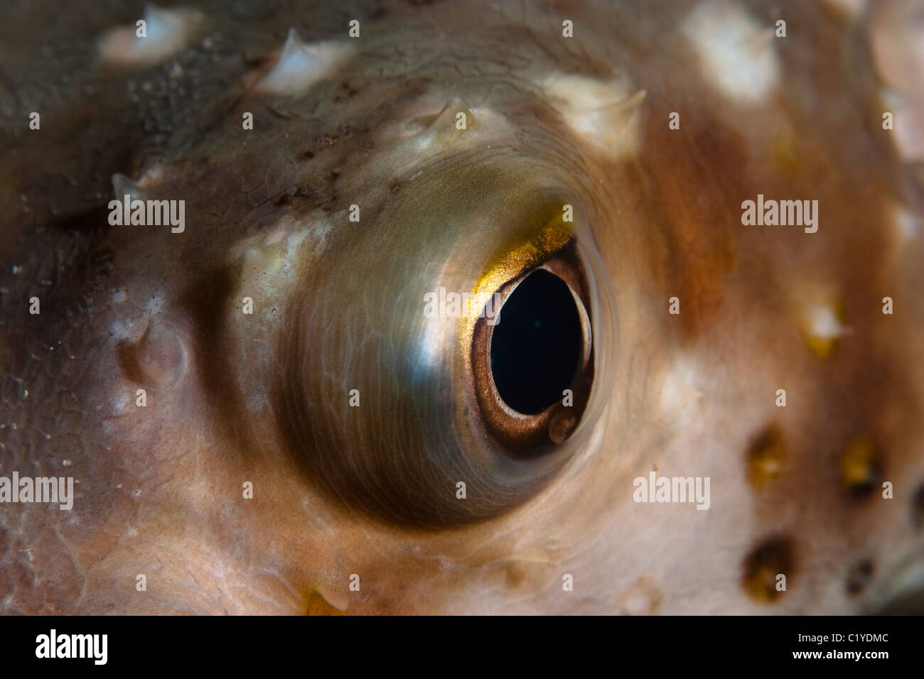 The eye of a pufferfish Stock Photo - Alamy