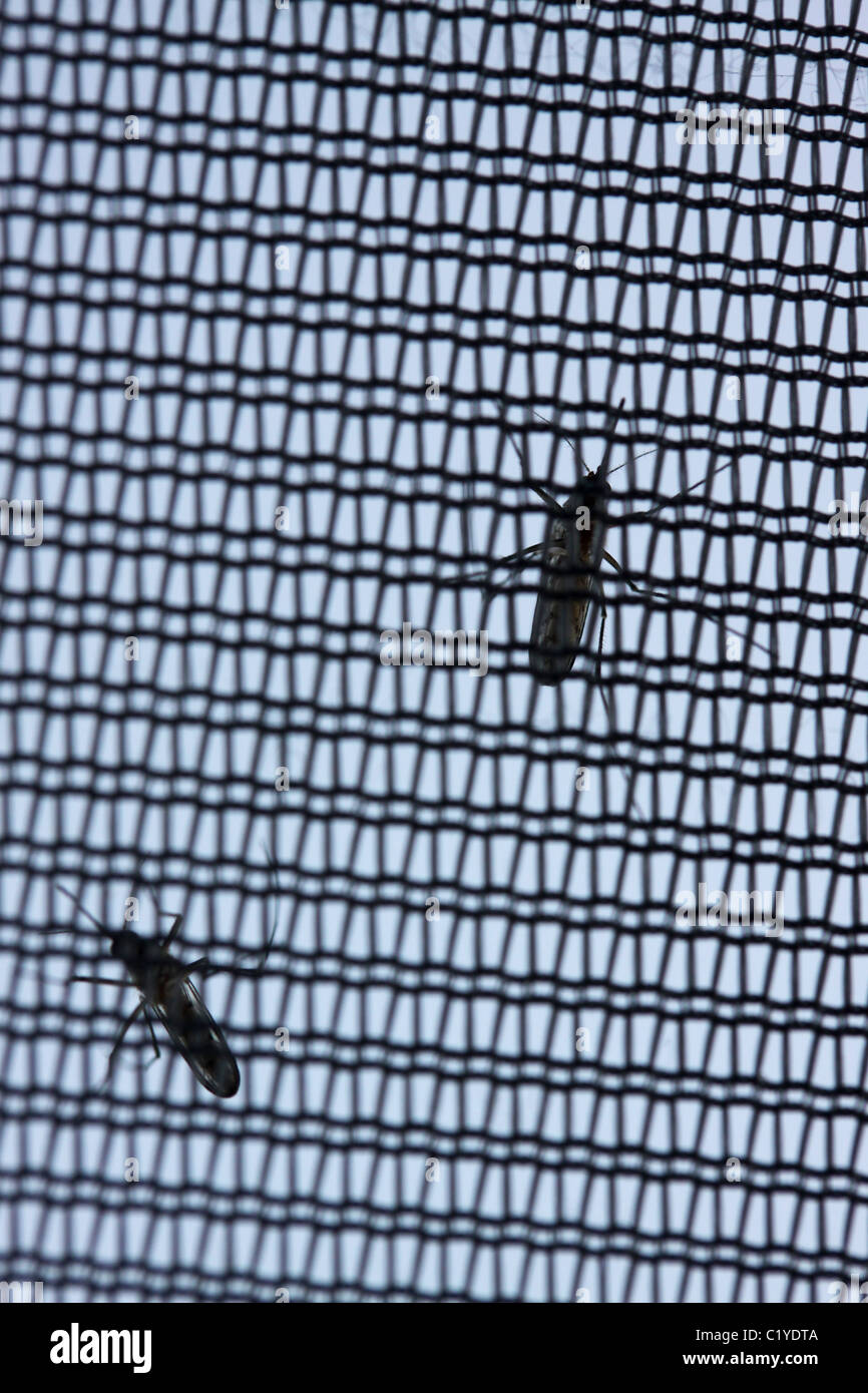 mosquito on tent net Elliott Key Biscayne National Park Floirda Stock ...