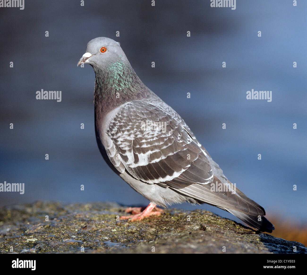 Domestic Pigeon. Adult bird standing on a rock Stock Photo - Alamy