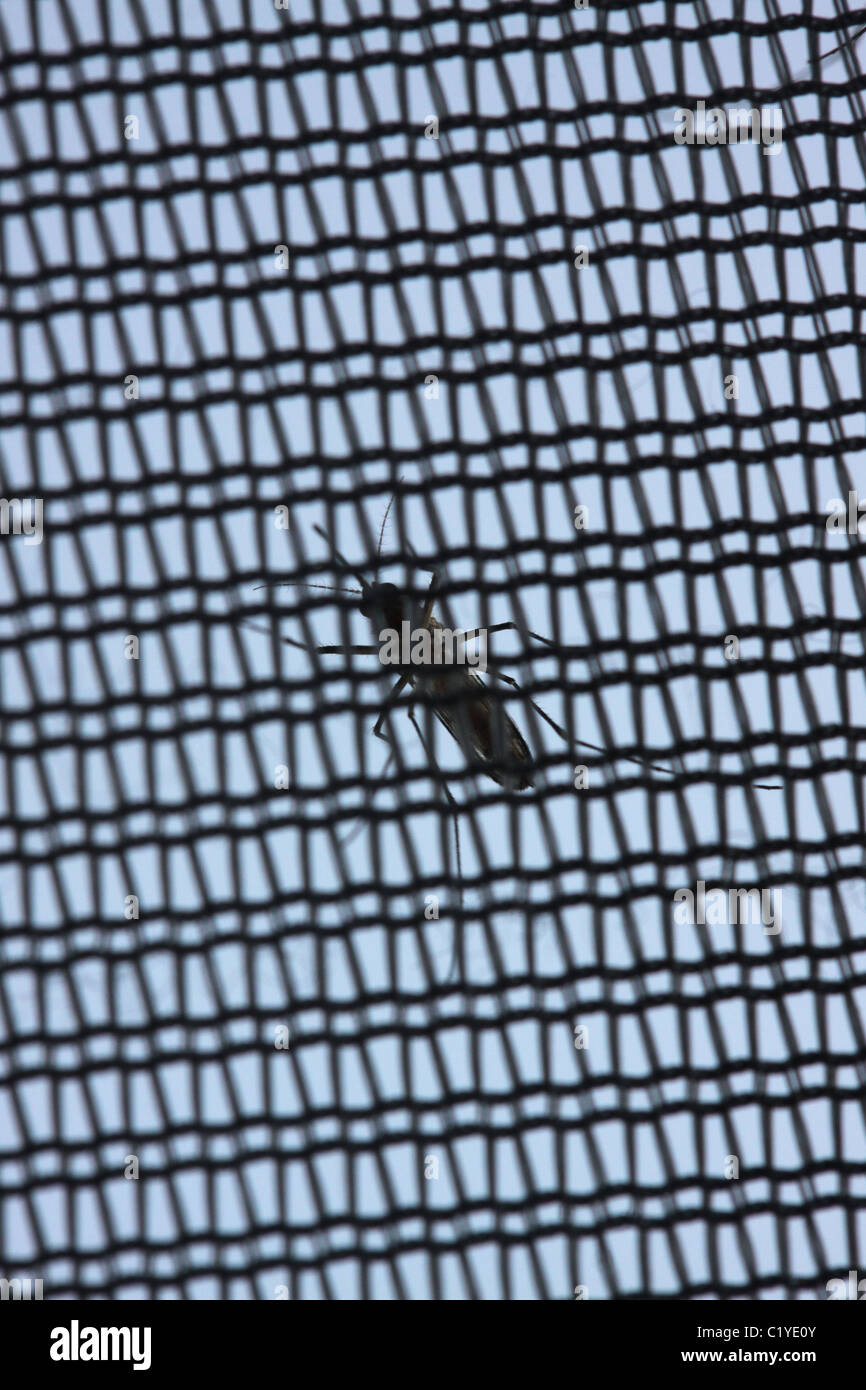 mosquito on tent net Elliott Key Biscayne National Park Floirda Stock ...