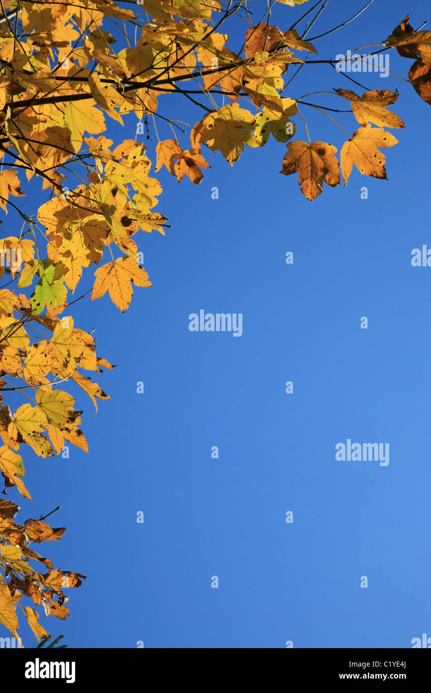 Framing leaves hi-res stock photography and images - Alamy