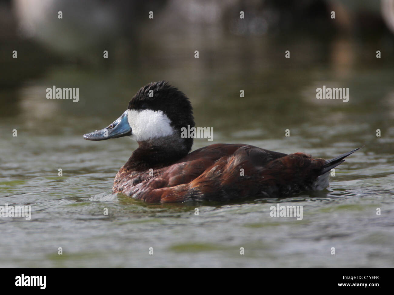 Palo alto duck pond hi-res stock photography and images - Alamy